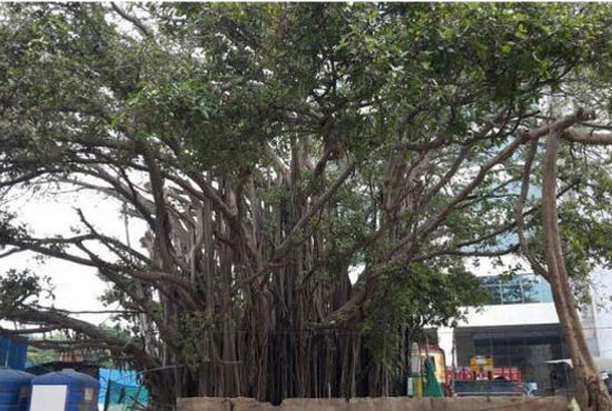 చెట్టు కోసం న్యాయపోరాటం.. | banyan tree| 100-year-old banyan tree ...