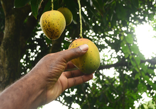 మామిడి కాయల దొంగలు అరెస్ట్.. | mango thief arrested| telangana jagtial ...