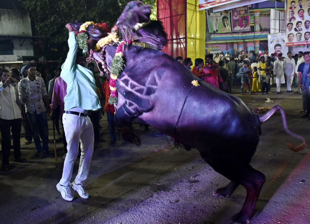 హైదరాబాద్ ప్రత్యేకం సదర్.. దున్నపోతుల విన్యాసాలు అదుర్స్.. | hyderabad ...